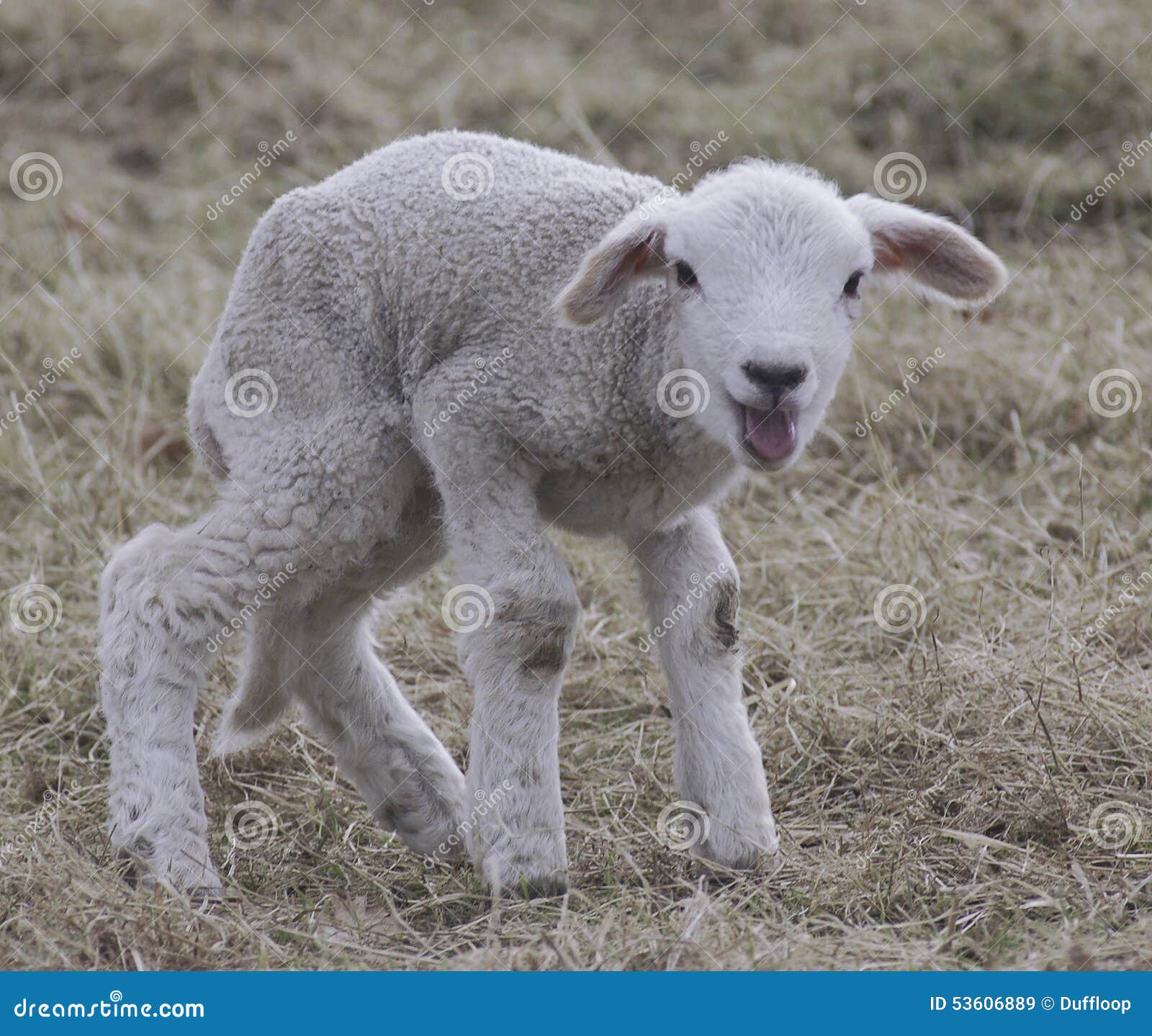 Happy Lamb Takes First Steps Stock Image - Image of grass, lamb: 53606889