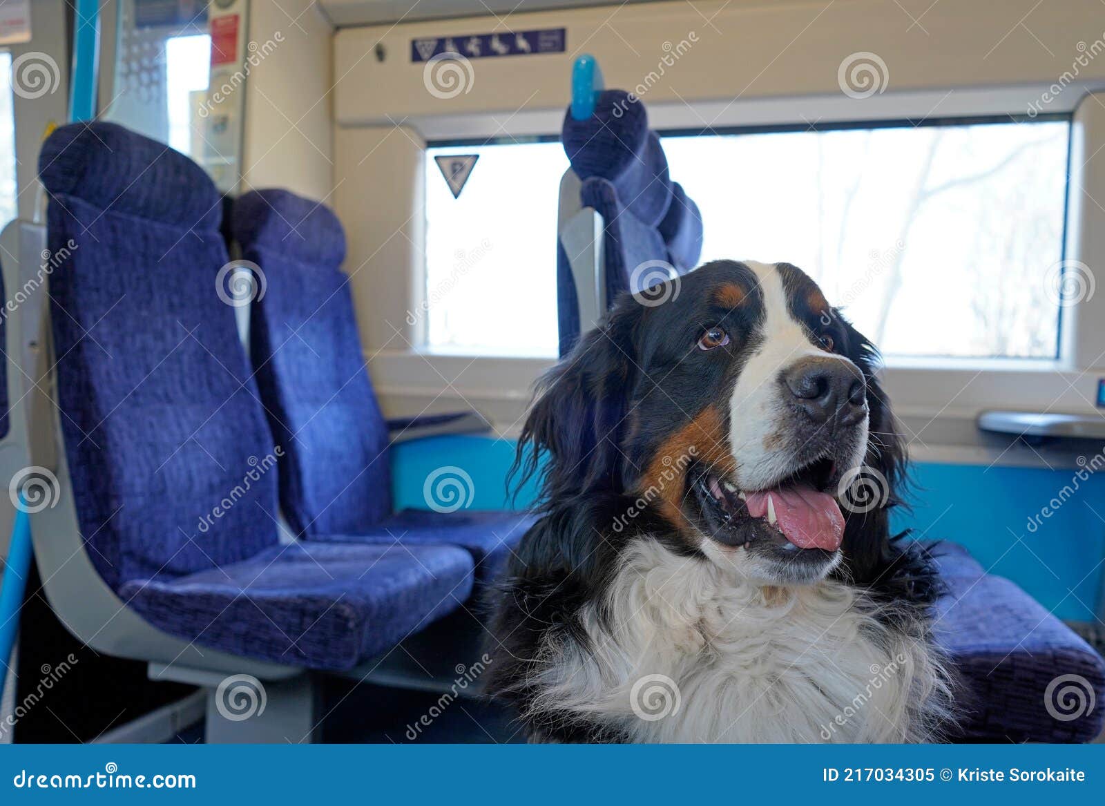 Happy Large Dog on the Train Stock Image - Image of carriage, happy ...
