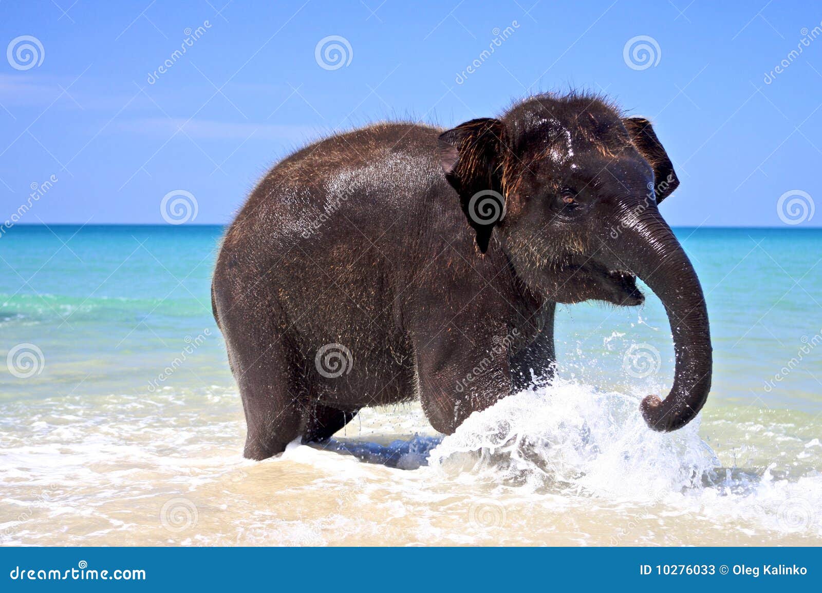 Happy laughing elephant stock image. Image of enormous - 10276033