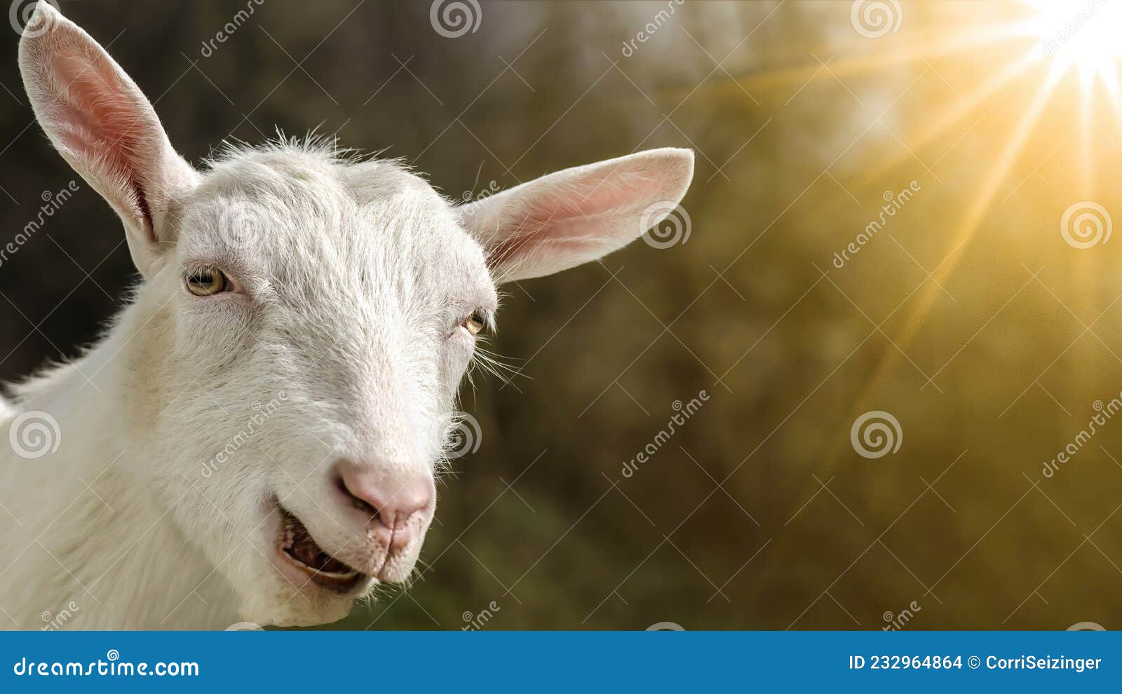Happy Laughing Goat Illuminated by the Sun Stock Photo - Image of ...