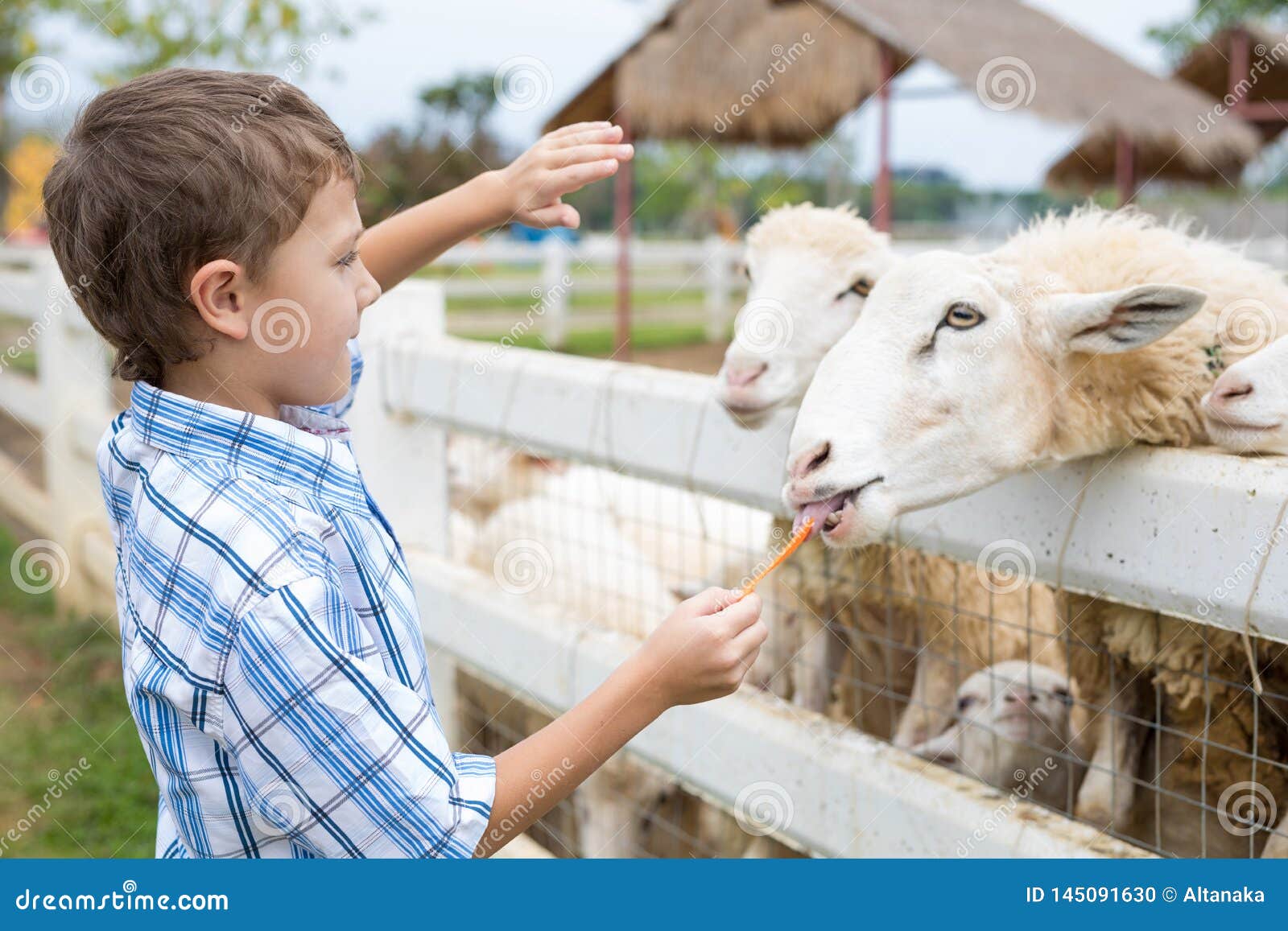 Happy Little Boy Feeding Sheep in a Park at the Day Time Stock Photo ... Happy Little Boy Feeding Sheep in a Park at the Day Time Stock Photo ...