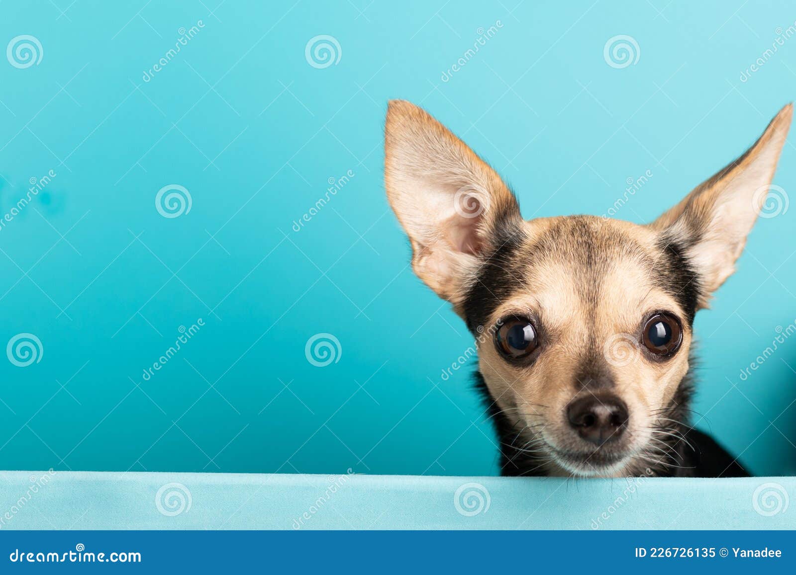 Happy Little Dog on a Blue Background with Copy Space Stock Image ...