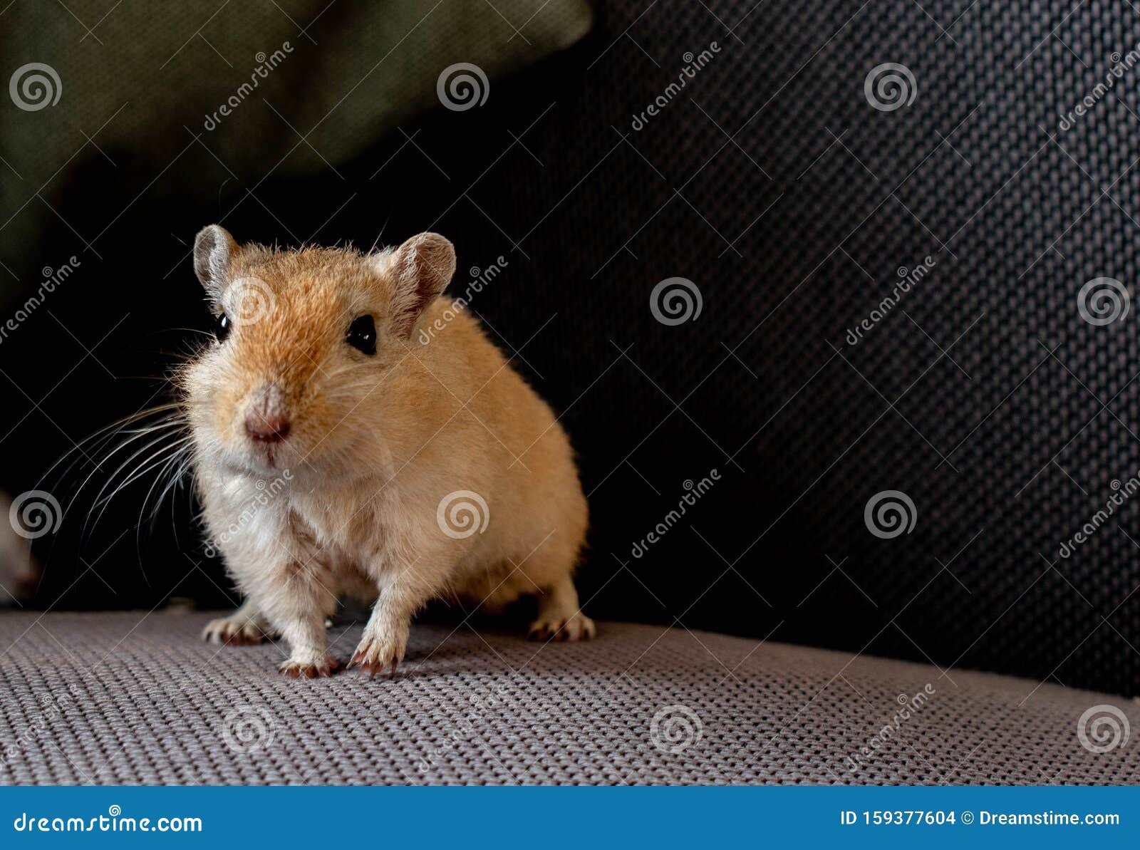 Happy little gerbil stock photo. Image of smile, happy - 159377604