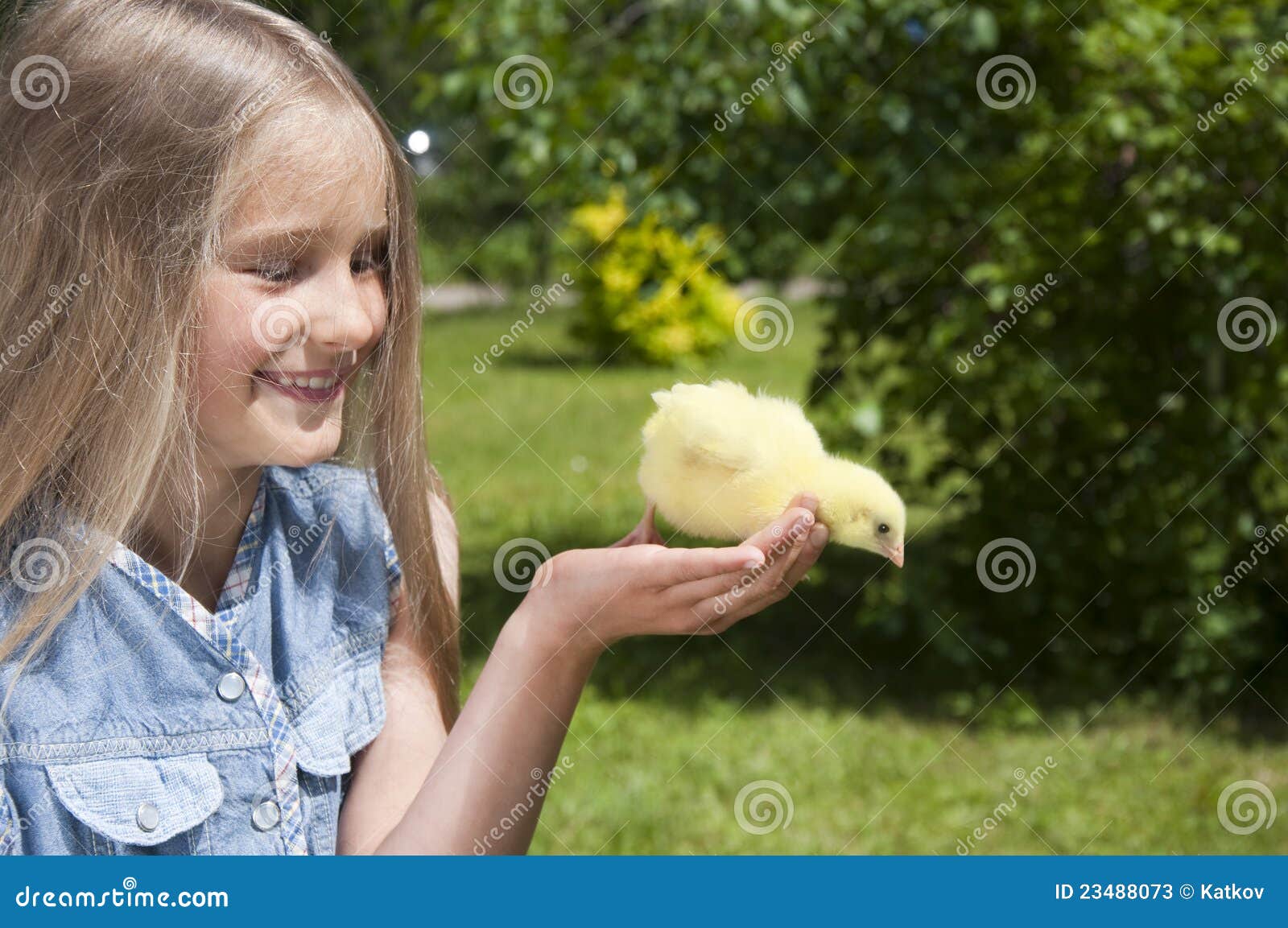 Happy Little Girl with a Small Chicken Stock Image - Image of creature ...
