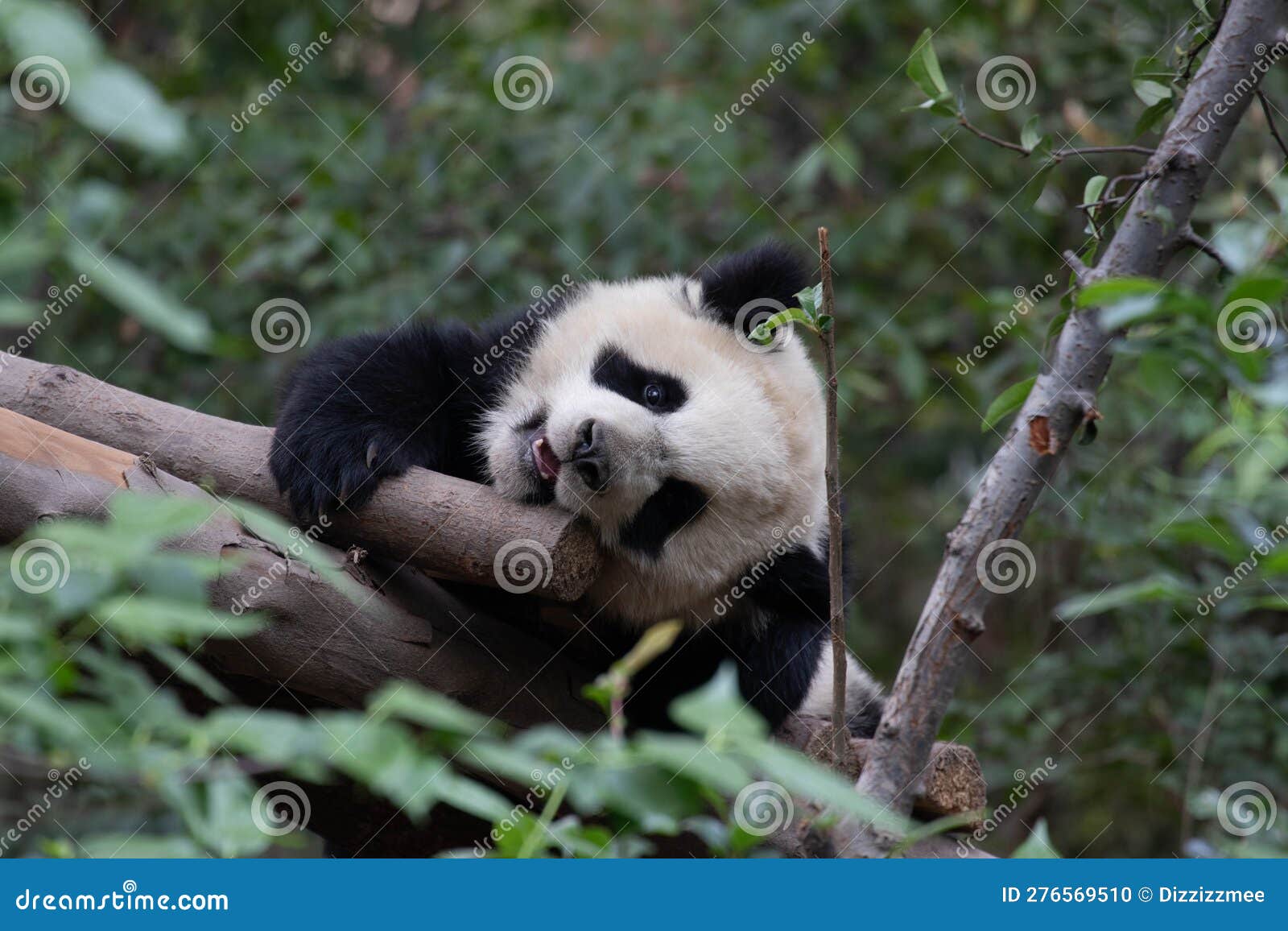 Little Panda In Samurai Armor With Katana Royalty-Free Cartoon ...