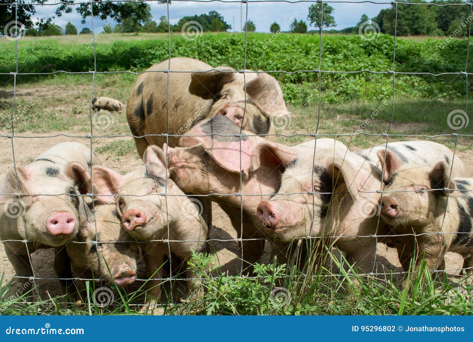 Happy Little Pigs stock photo. Image of landrace, agriculture - 95296802