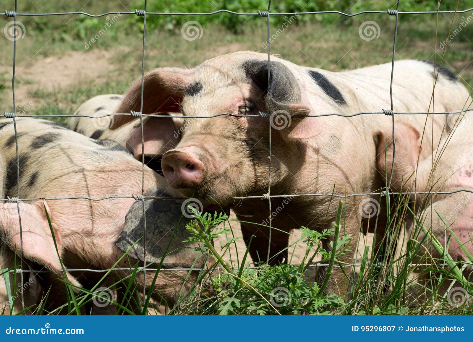 Happy Little Pigs stock image. Image of farmyard, gloucestershire ...