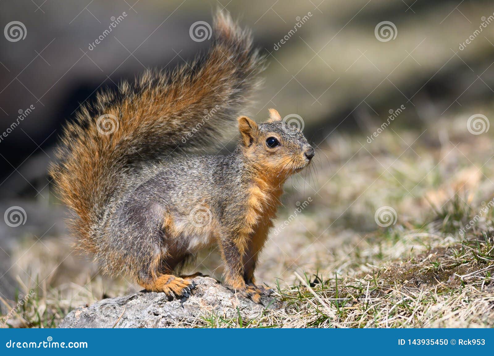 Happy Little Red Squirrel Standing on the Grass Stock Photo - Image of ...
