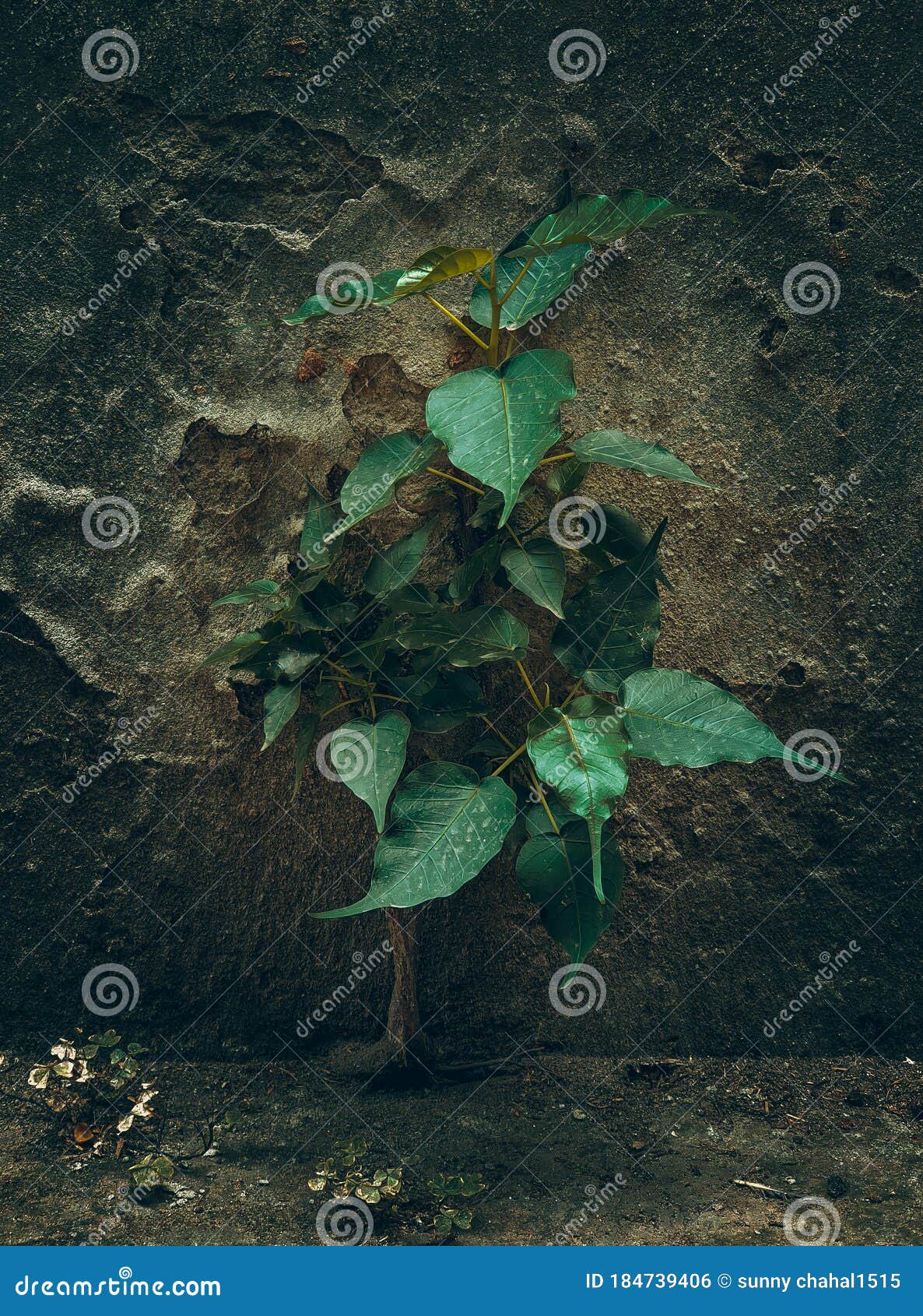 Happy little tree stock photo. Image of poster, reflection - 184739406