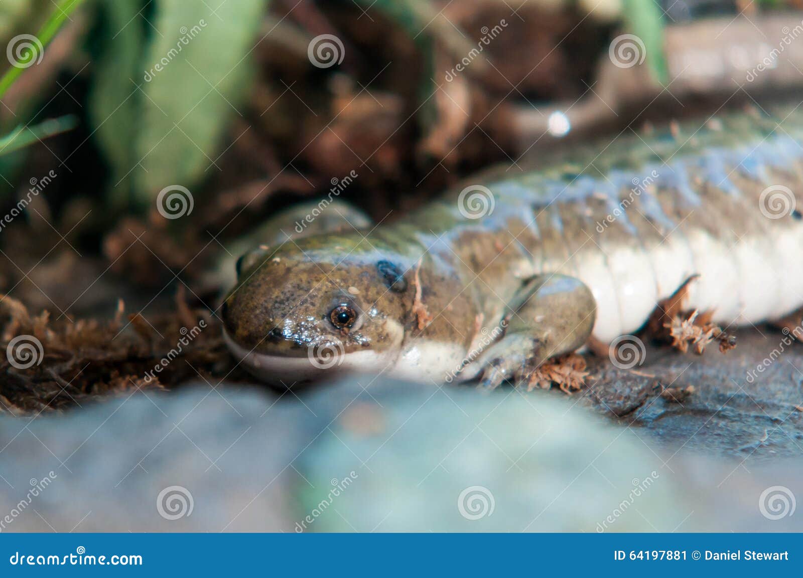 Happy Lizard Dude stock image. Image of arthropod, color - 64197881