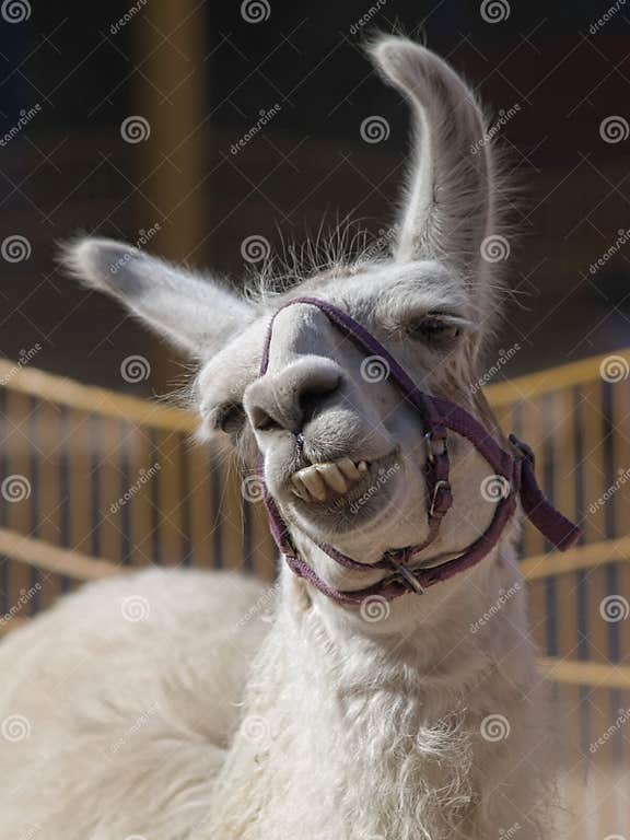 Happy Llama stock photo. Image of ears, mammal, grinning - 8983330