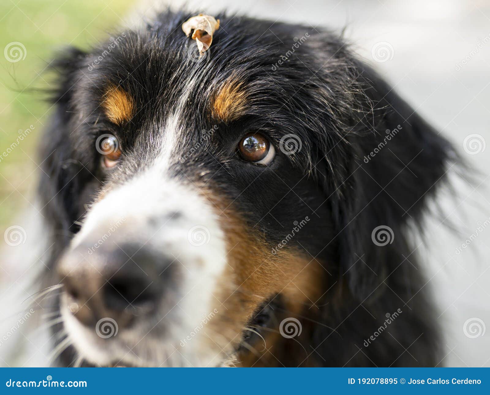 Happy Look of a Dog Looking at Its Owner Stock Image - Image of outdoor ...