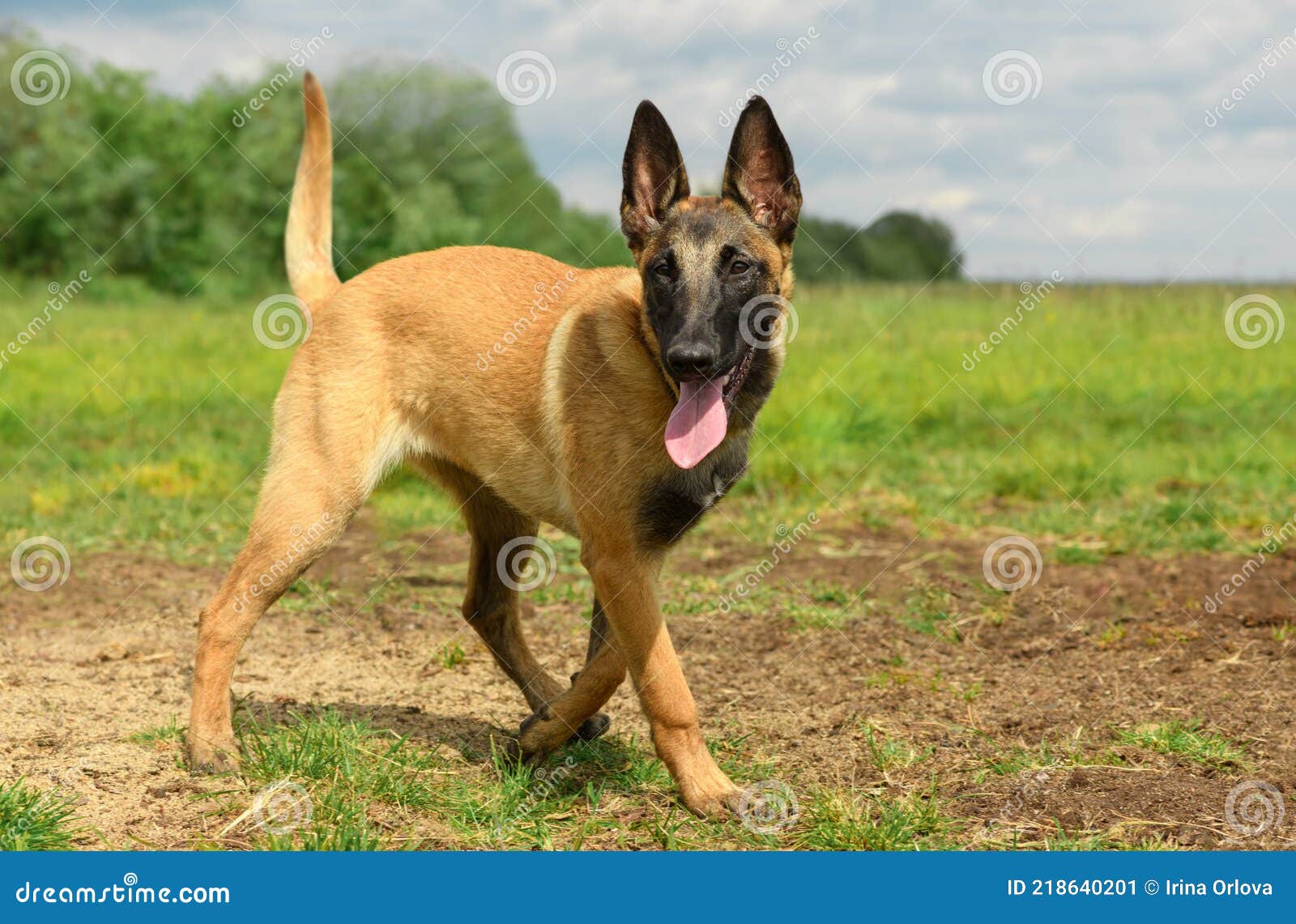 Happy Malinois Dog is in Outdoors Stock Image - Image of animal, funny ...