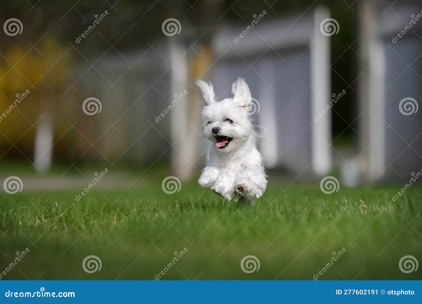 Happy Maltese Dog Running on Grass Outdoors in Summer Stock Image ...