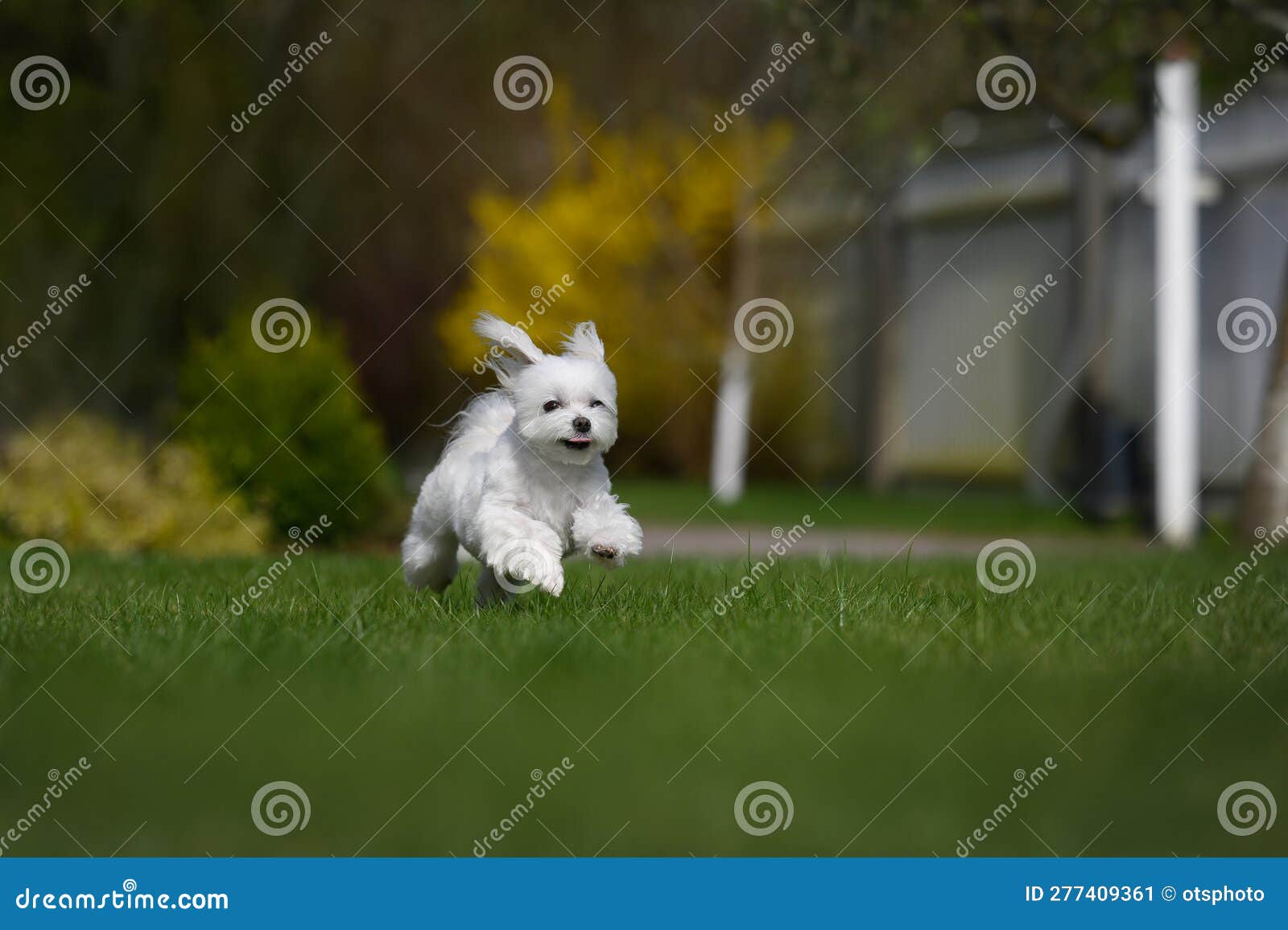 Happy Maltese Dog Running Outdoors in Summer Stock Image - Image of ...