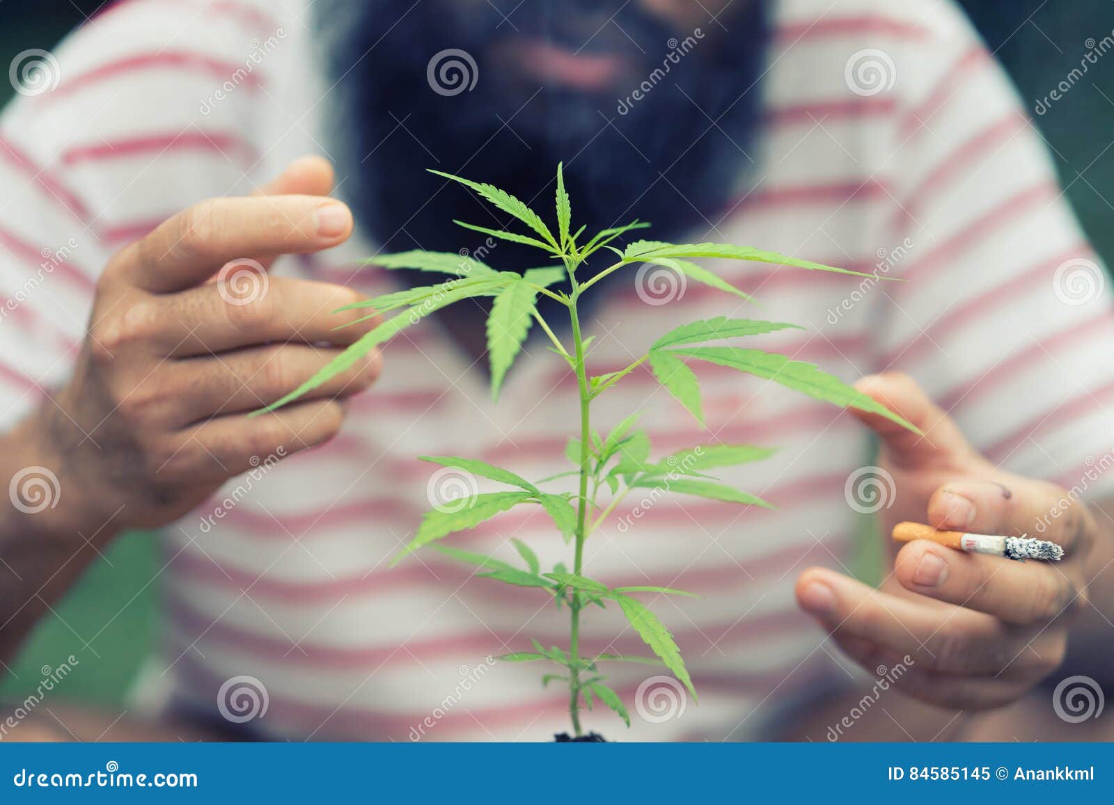 Happy Man with Cannabis Plant Stock Image - Image of narcotic, growing ...