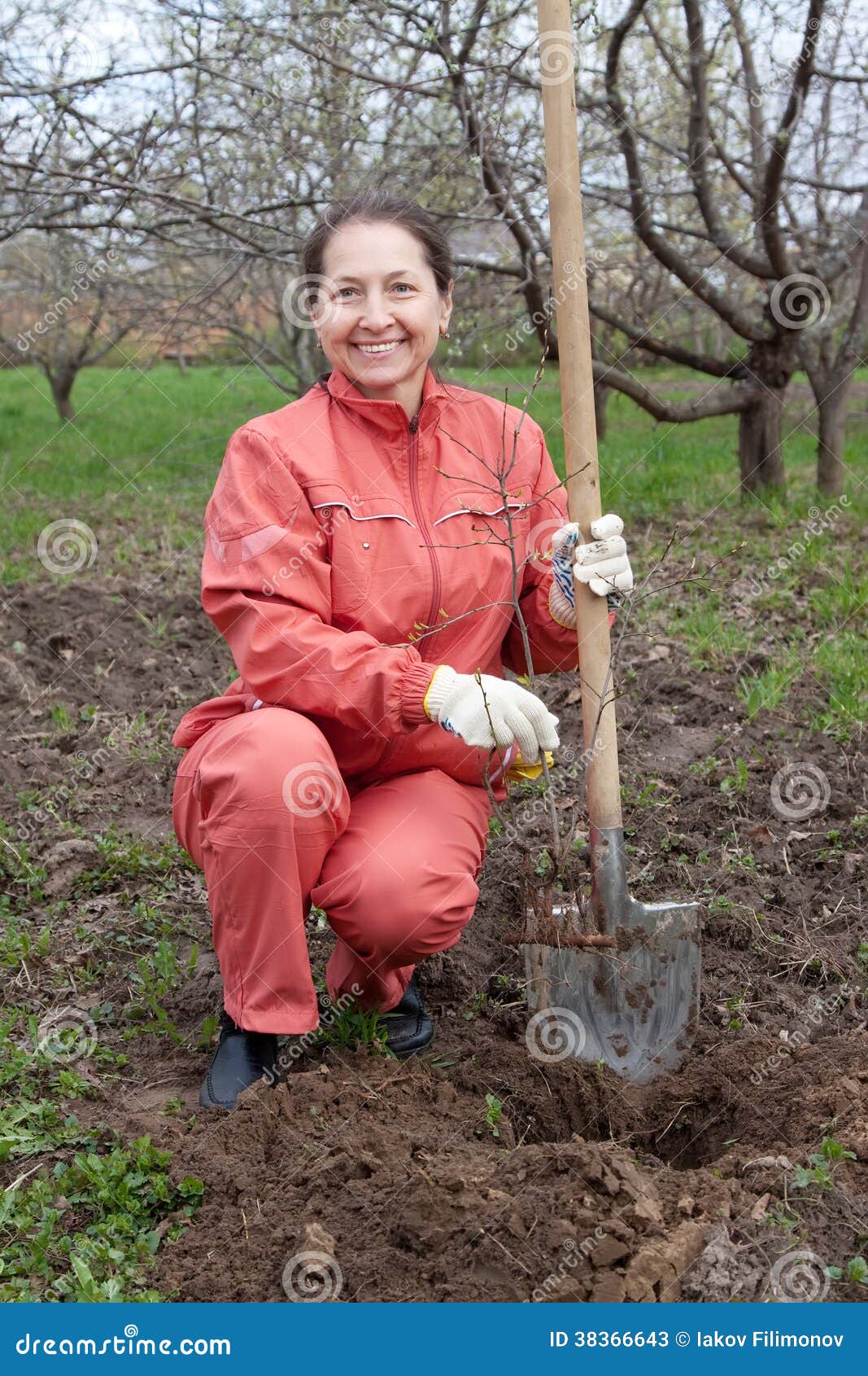 Happy Mature Woman Planting Fruit Tree Stock Image - Image of cultivate ...