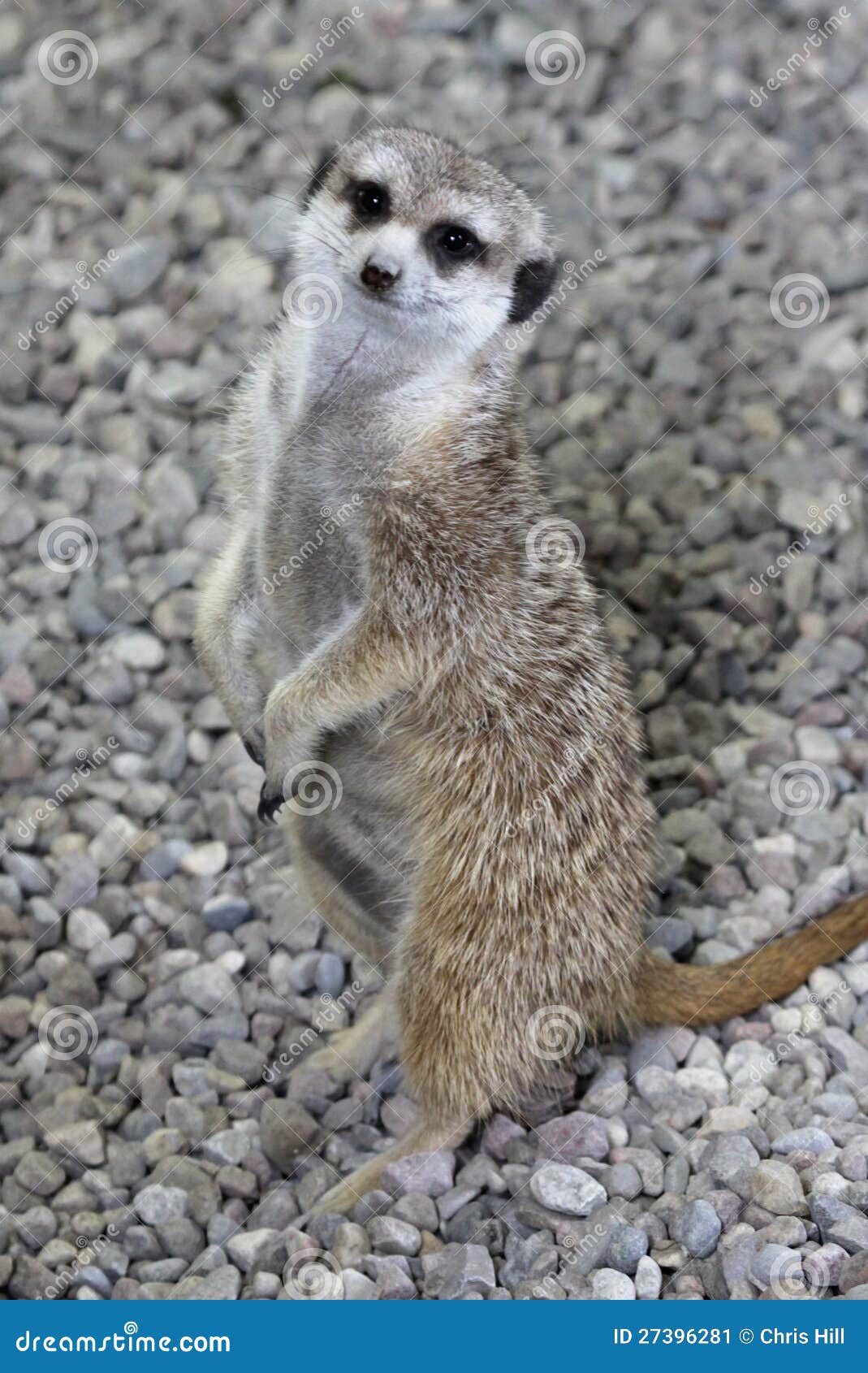 Happy Meerkat stock image. Image of meerkats, social - 27396281