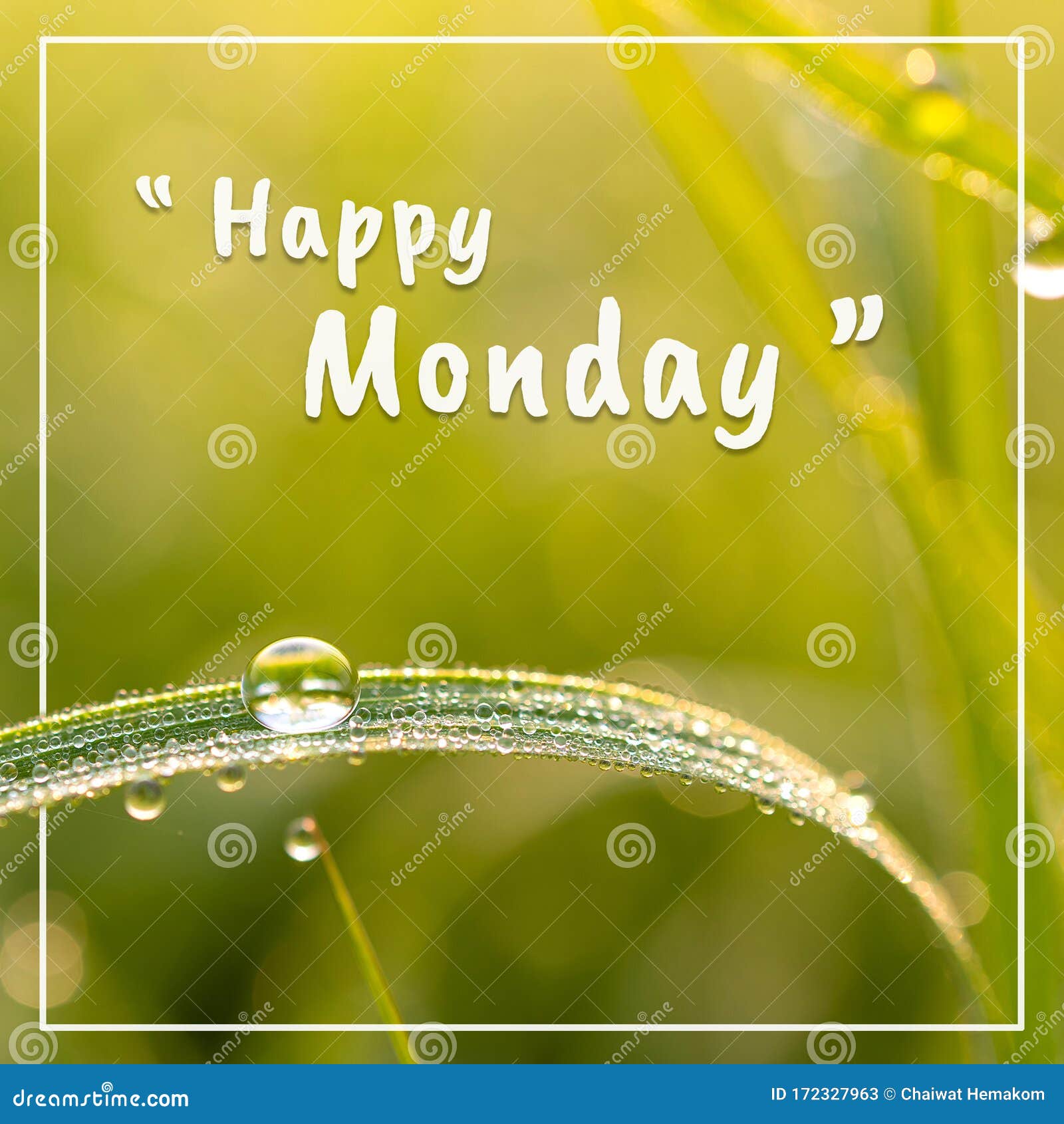 Happy Monday Words and Dew on the Grasson, on Green Background Stock ...