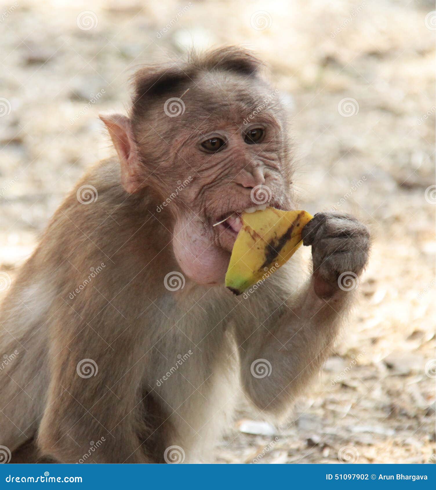 Happy monkey eat Banana stock photo. Image of indian - 51097902
