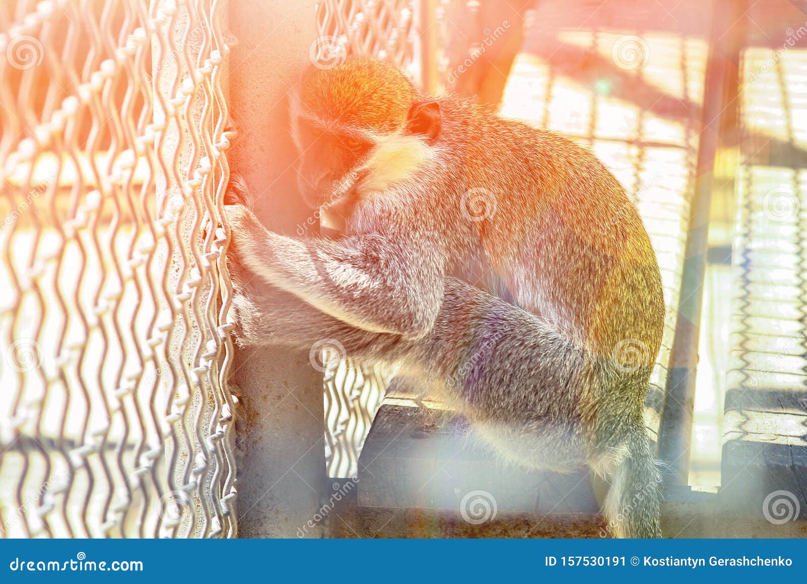 Happy Monkey in the Zoo in Nature Stock Image - Image of curve ...