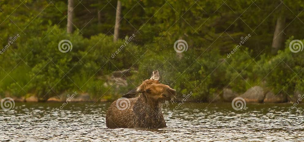 Happy Moose stock image. Image of lake, brown, smile - 16644577