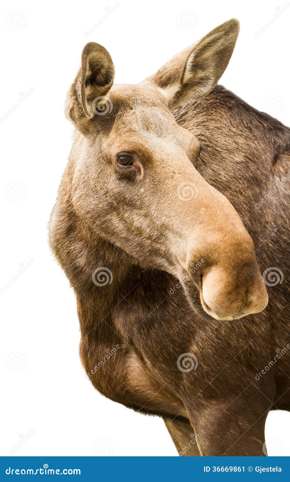 Happy moose stock image. Image of americana, moose, isolated - 36669861