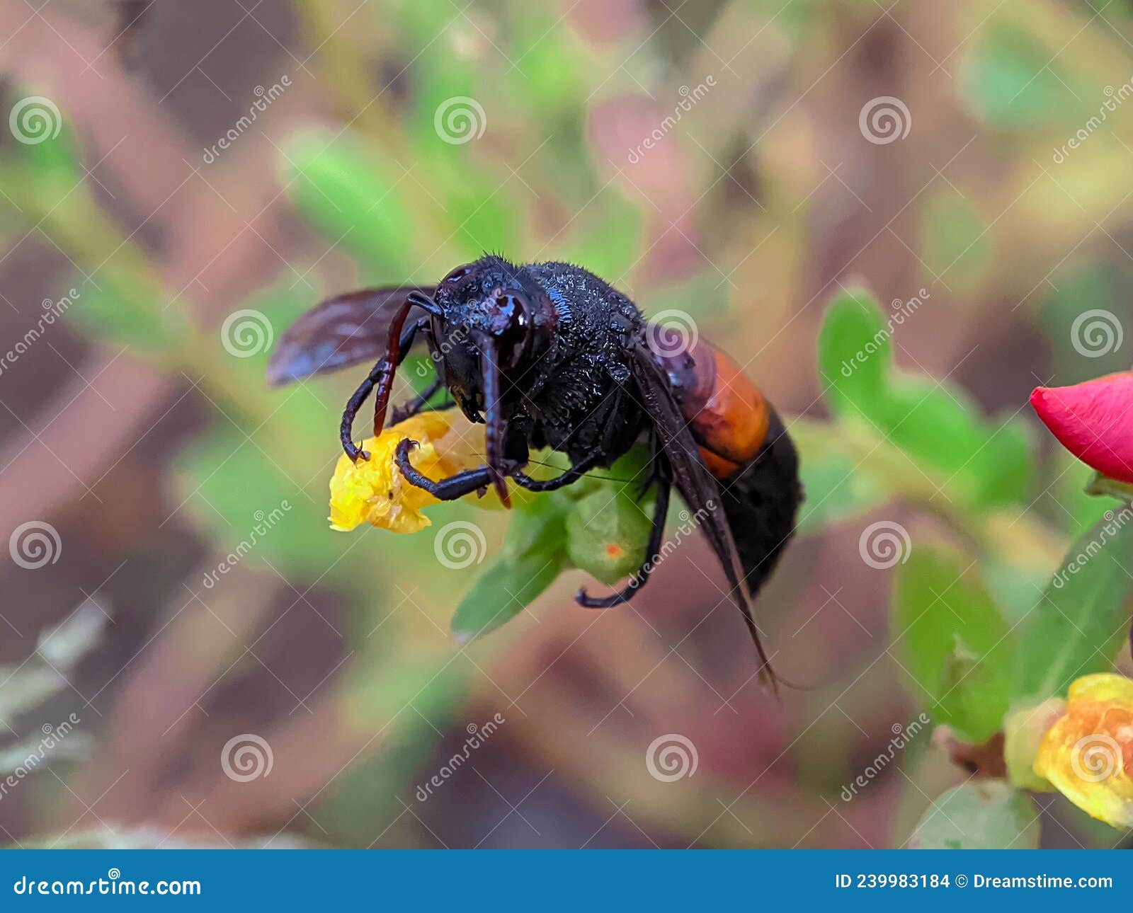 Happy morning bee stock photo. Image of arthropod, morning - 239983184