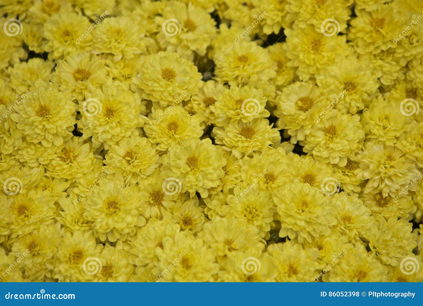 Happy Mums stock photo. Image of seasonal, chrysanthemums - 86052398