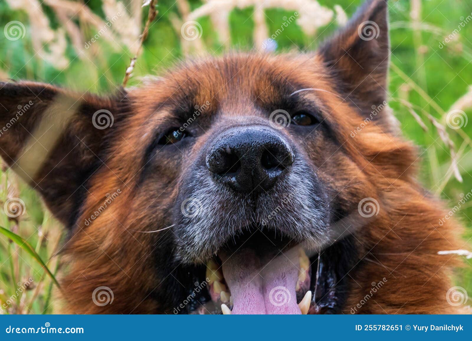 Happy Muzzle of a German Shepherd Dog of Brown Color Stock Image ...