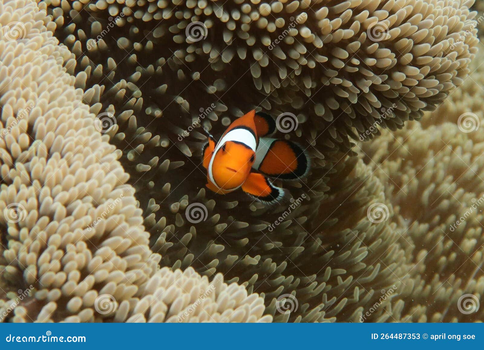 Happy Nemo stock image. Image of happy, fish, anemon - 264487353