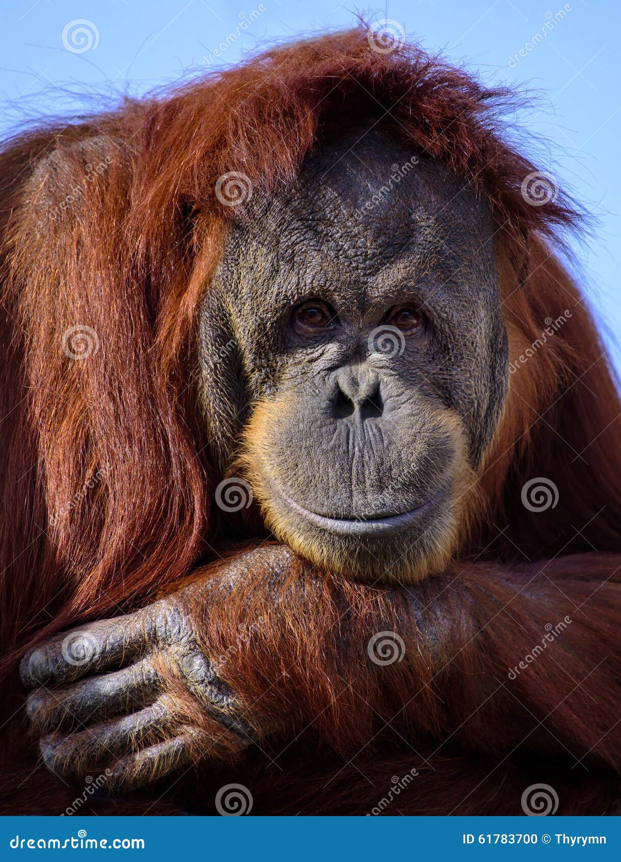 Happy Orangutan stock photo. Image of hair, orange, orangutan - 61783700