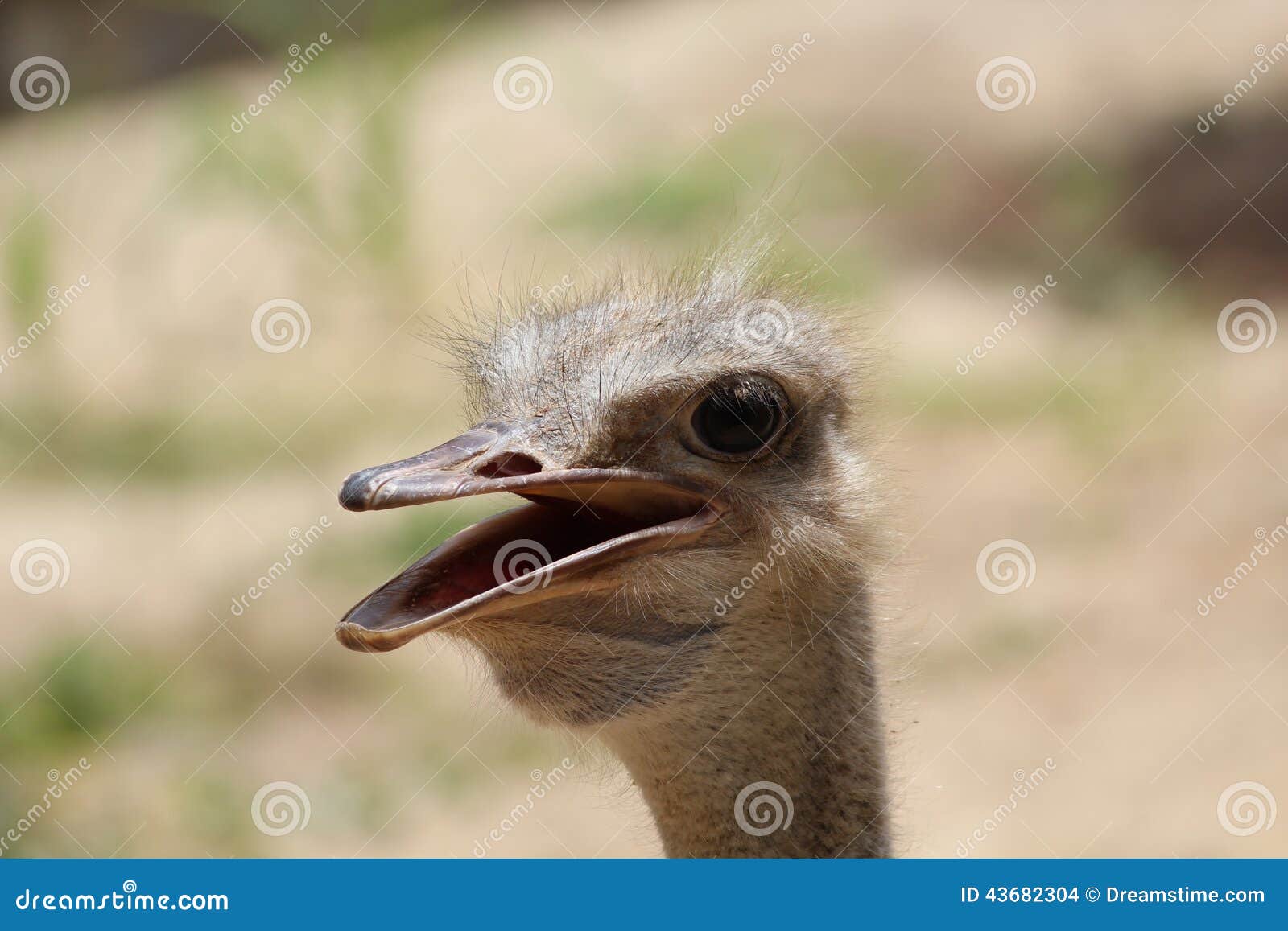 Happy Ostrich stock photo. Image of face, bird, shelter - 43682304