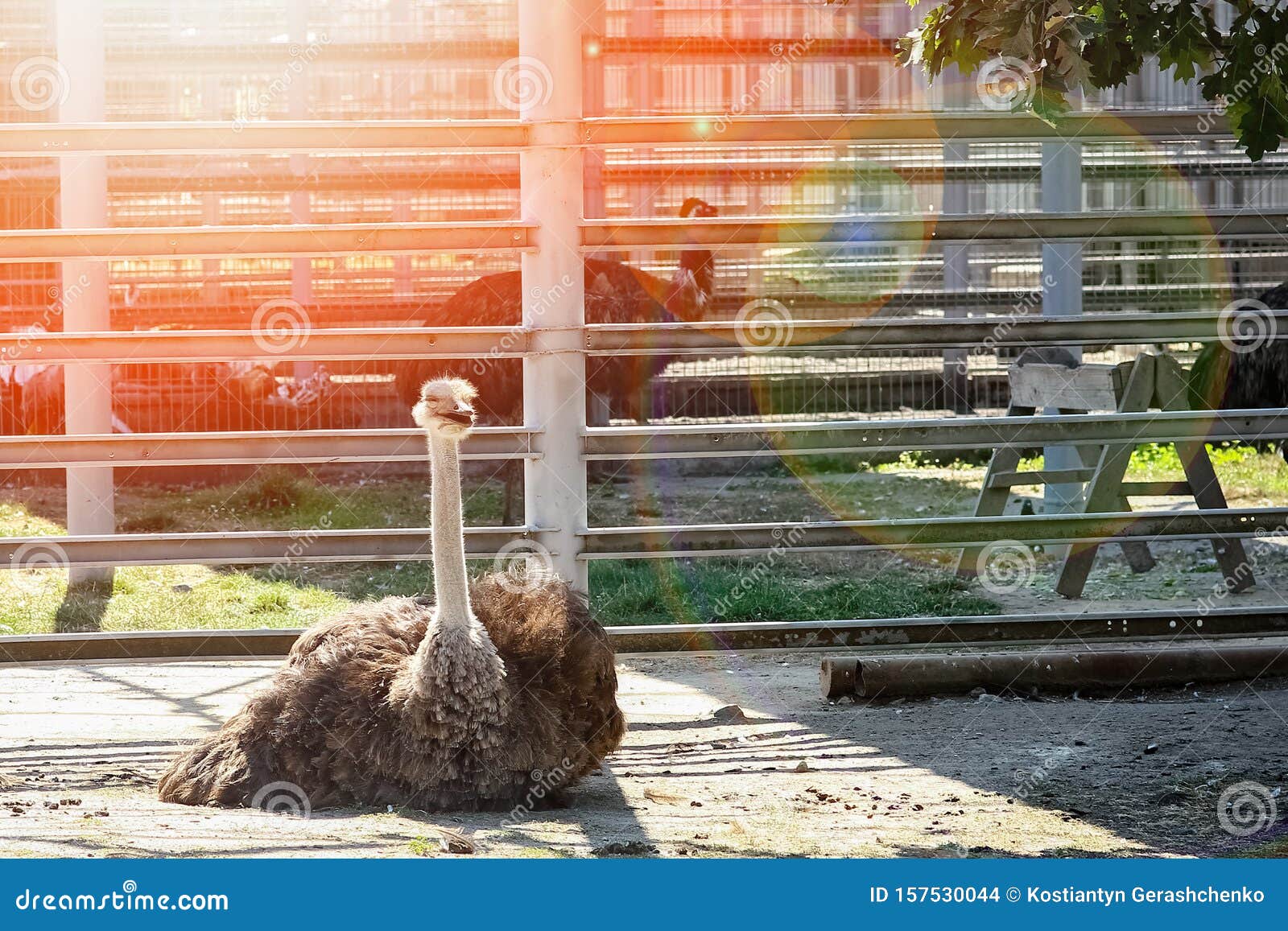 Happy Ostrich in a Zoo in Nature Stock Photo - Image of rural, safari ...