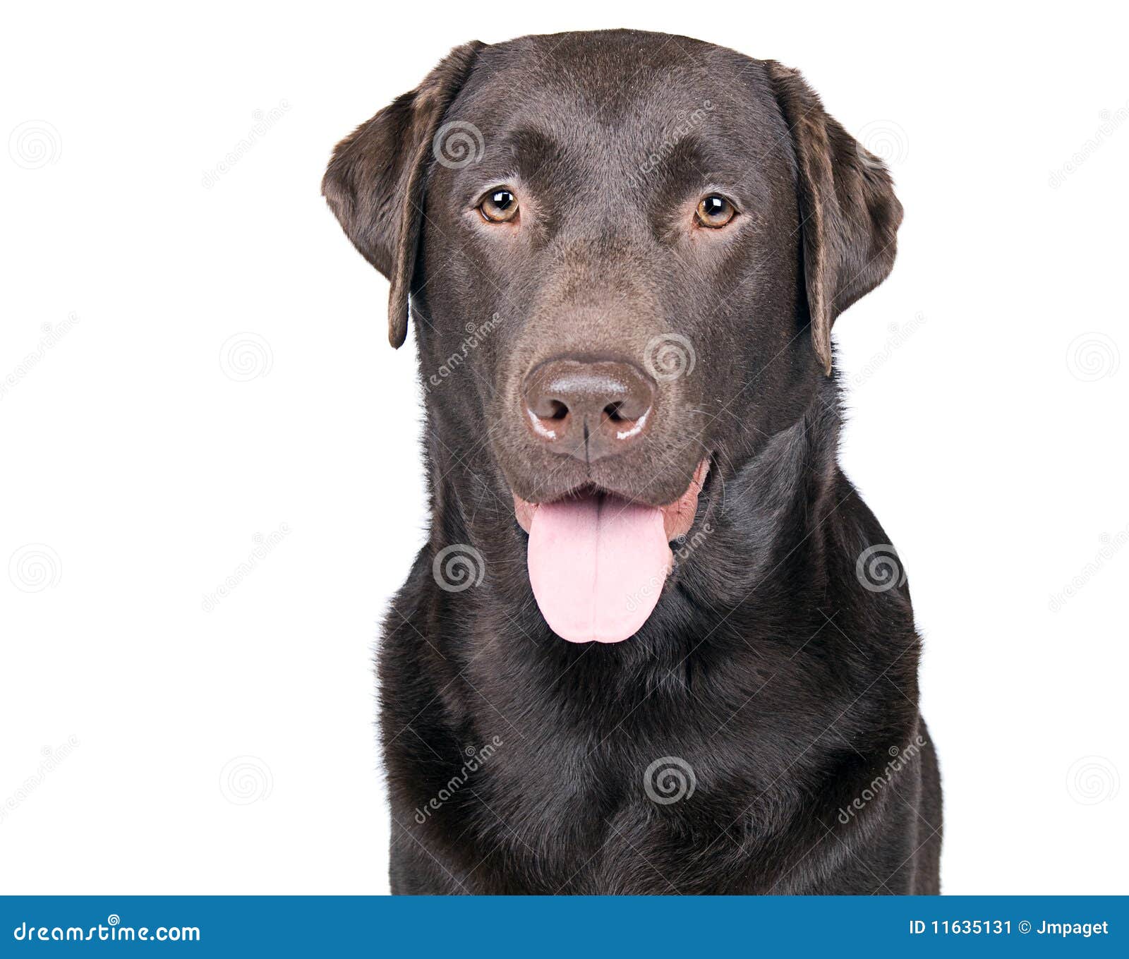 Happy Panting Chocolate Labrador Stock Image - Image of hound, isolated ...