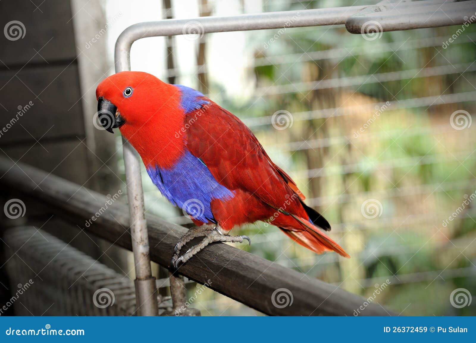 Happy parrot stock image. Image of portrait, beak, color - 26372459