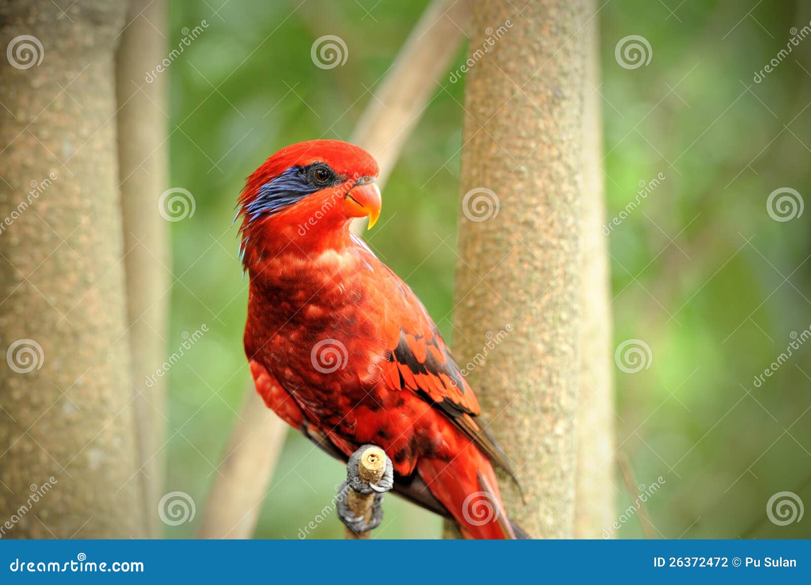 Happy parrot stock photo. Image of bright, animal, jungle - 26372472