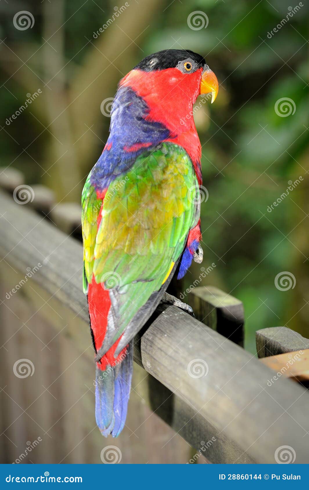 Happy parrot stock photo. Image of green, bright, color - 28860144