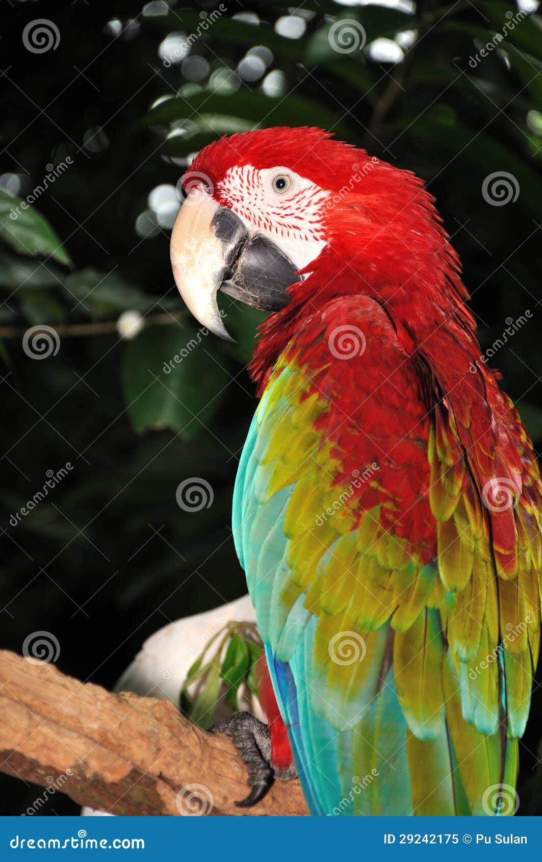 Happy parrot stock image. Image of fauna, pretty, avian - 29242175