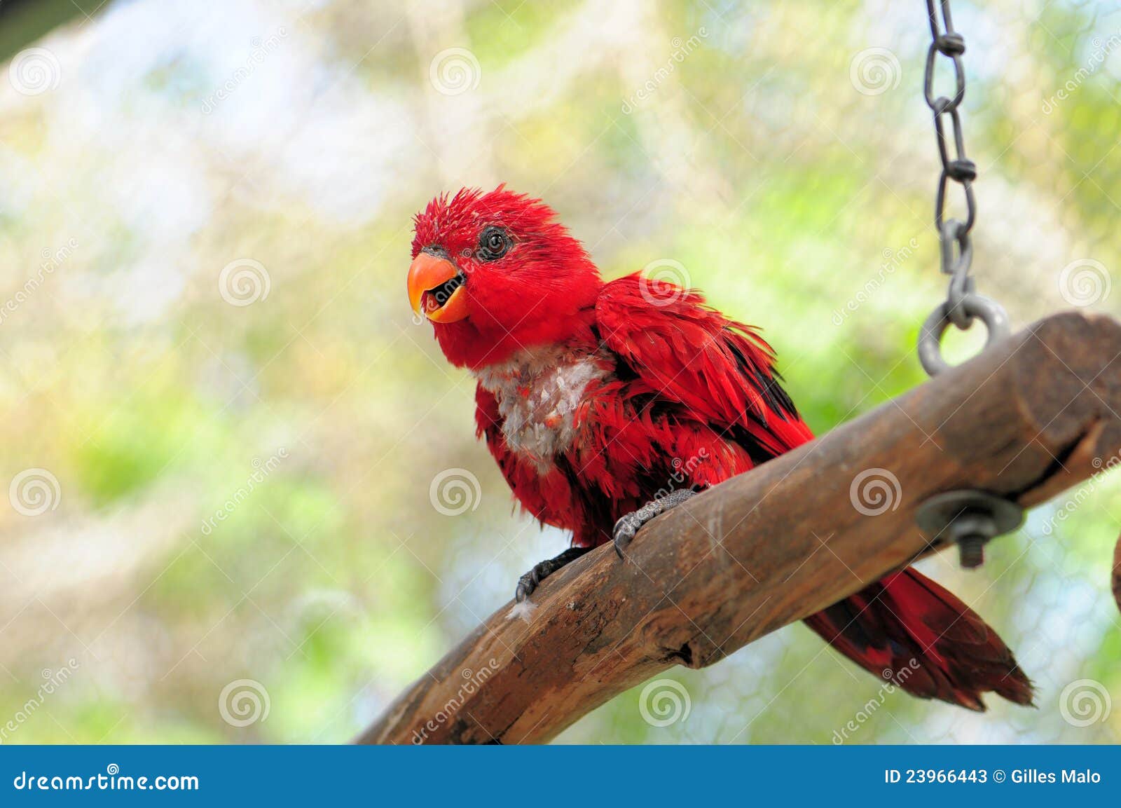 Happy Parrot Bird stock image. Image of beauty, adult - 23966443