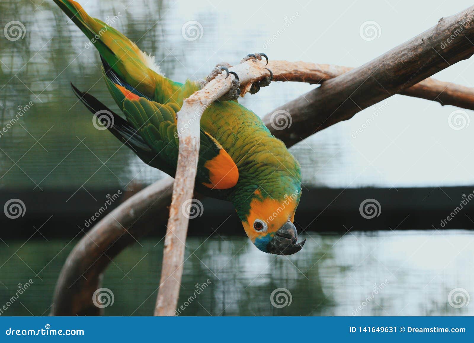 Happy parrot stock image. Image of colorful, birds, animals - 141649631
