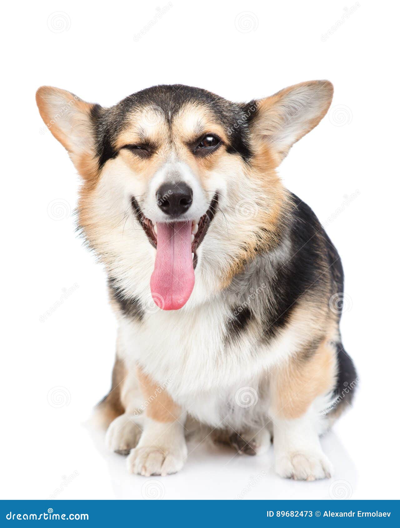 Happy Pembroke Welsh Corgi Sitting in Front View. Isolated on White ...