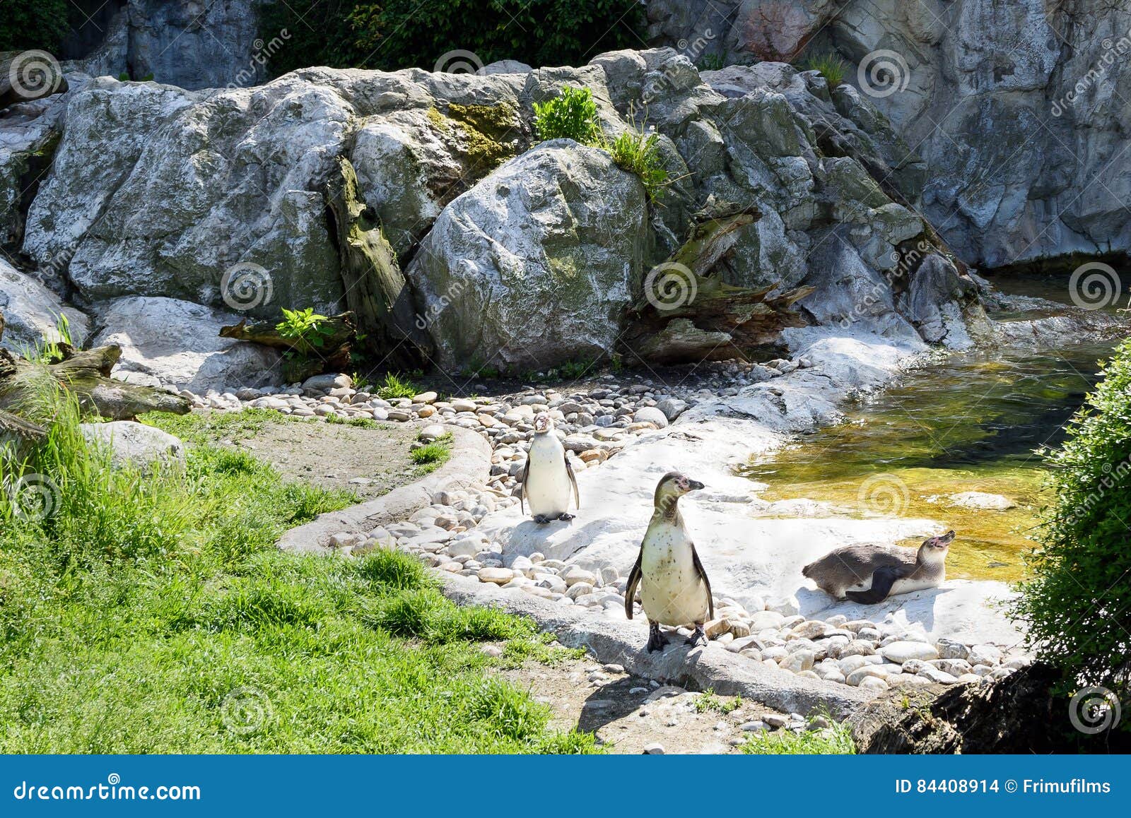 Happy Penguin Birds Having Sun Bath Stock Photos - Free & Royalty-Free ...