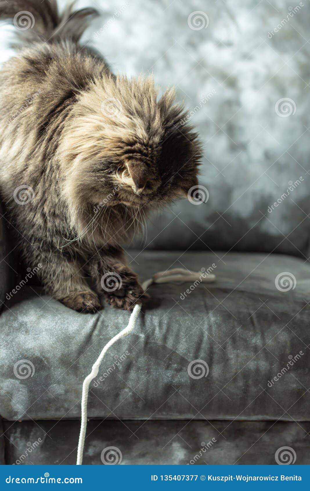 Happy Pets - Long-haired Kitten Playing with a String at Home Stock ...