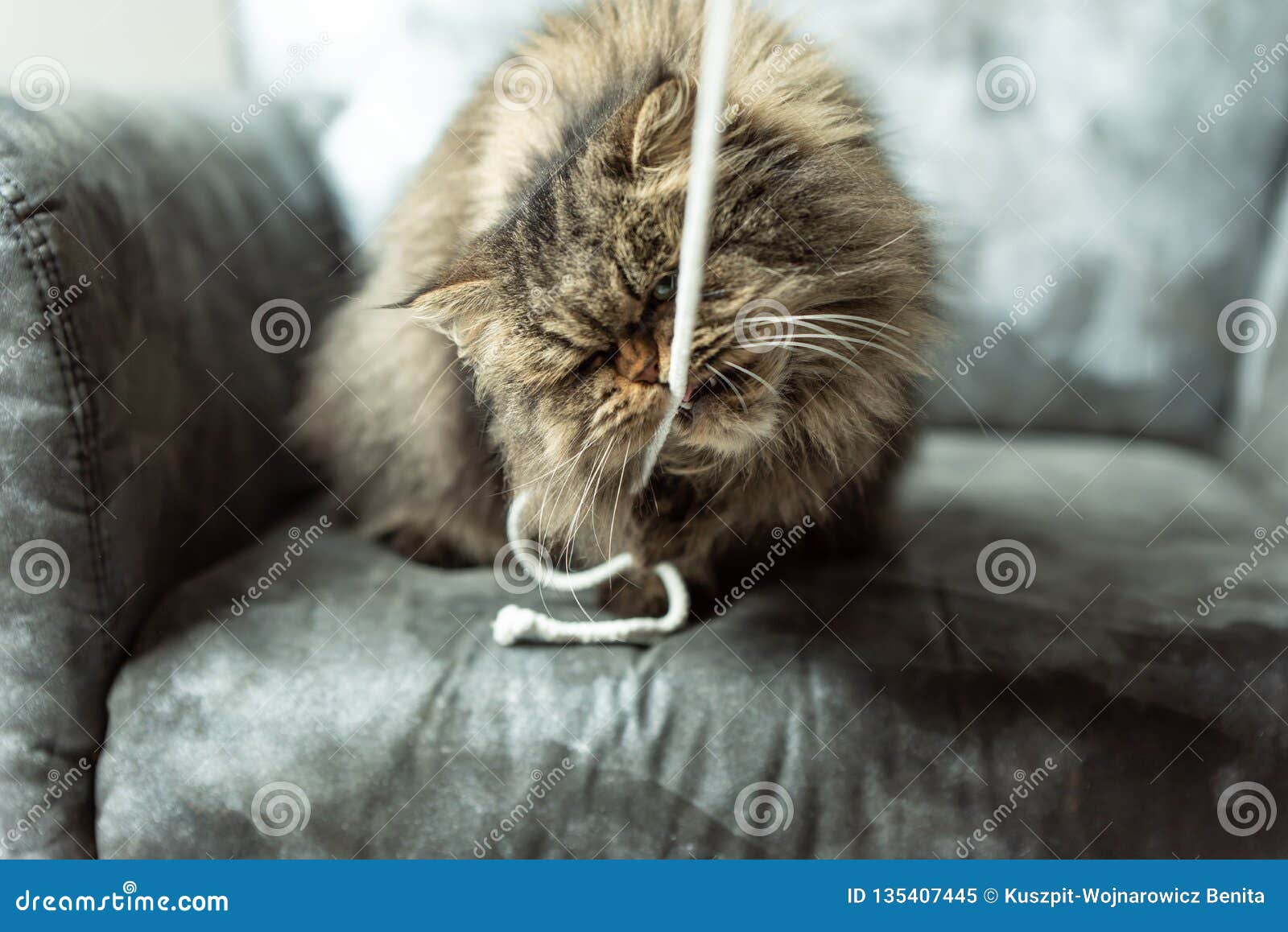 Happy Pets - Long-haired Kitten Playing with a String at Home Stock ...