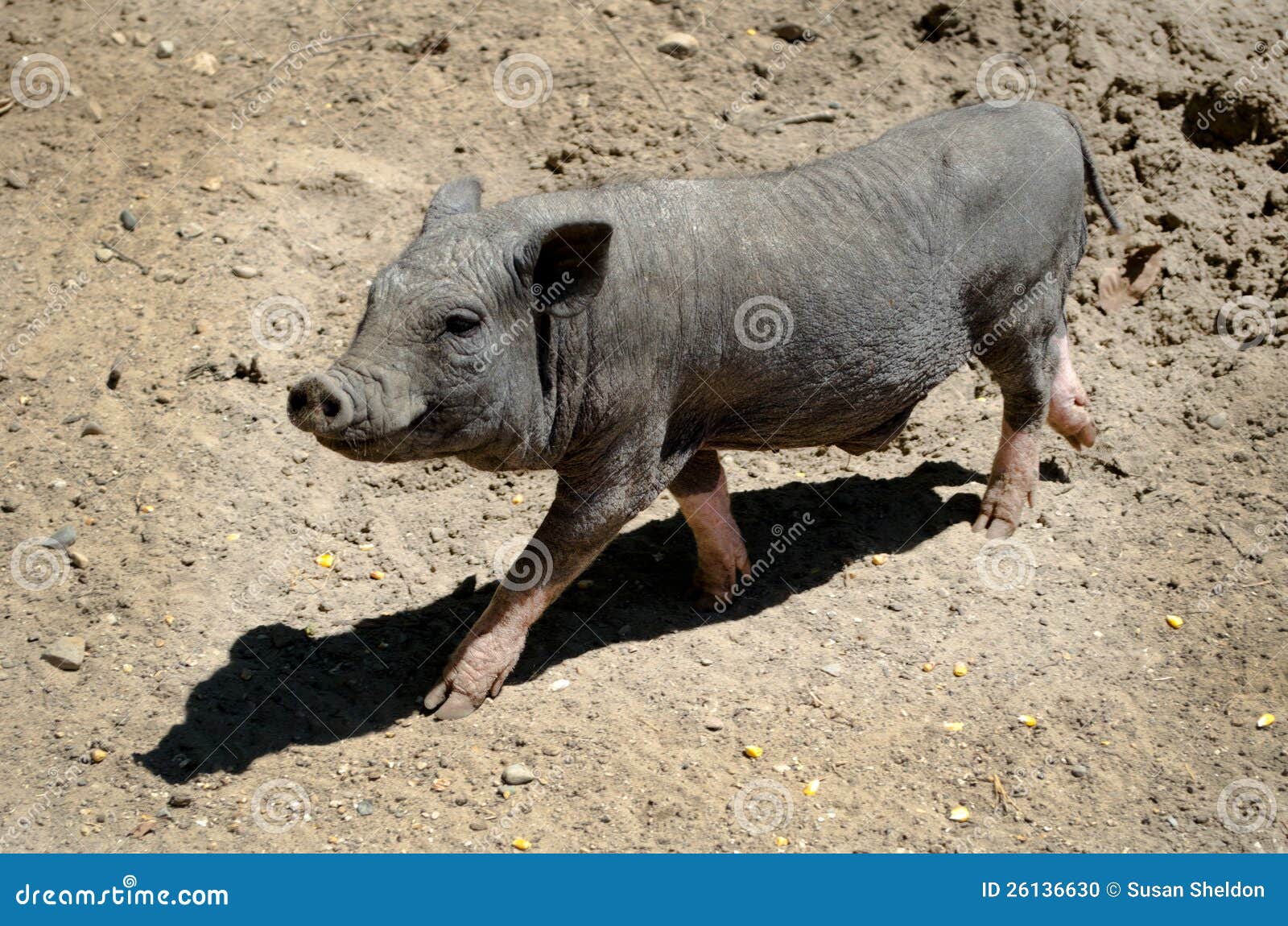 Happy pig stock photo. Image of smile, spring, small - 26136630