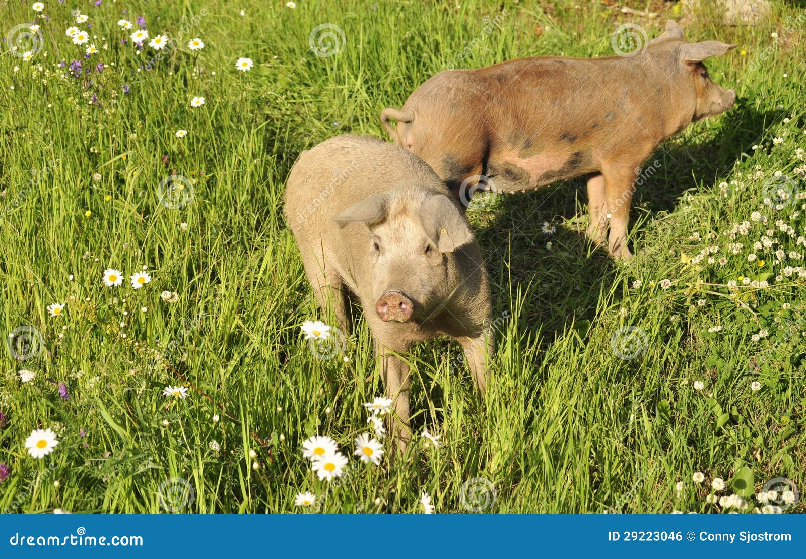 Happy pig stock photo. Image of agriculture, nature, funny - 29223046