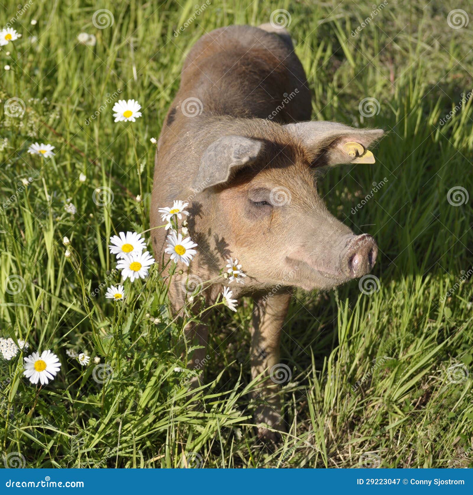 Happy pig stock image. Image of mammal, flowers, farm - 29223047