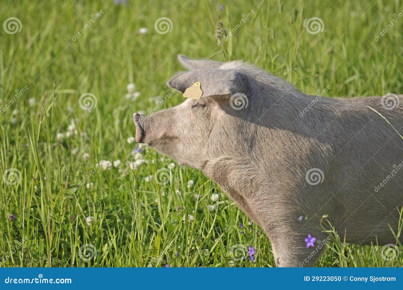 Happy pig stock photo. Image of portrait, farm, flora - 29223050