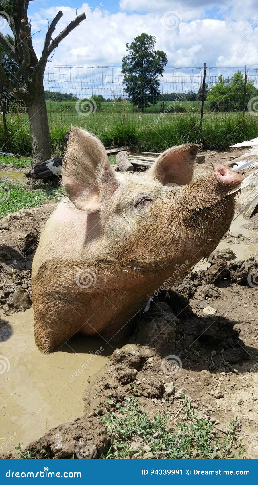 Happy pig stock image. Image of puddle, happy, farm - 94339991